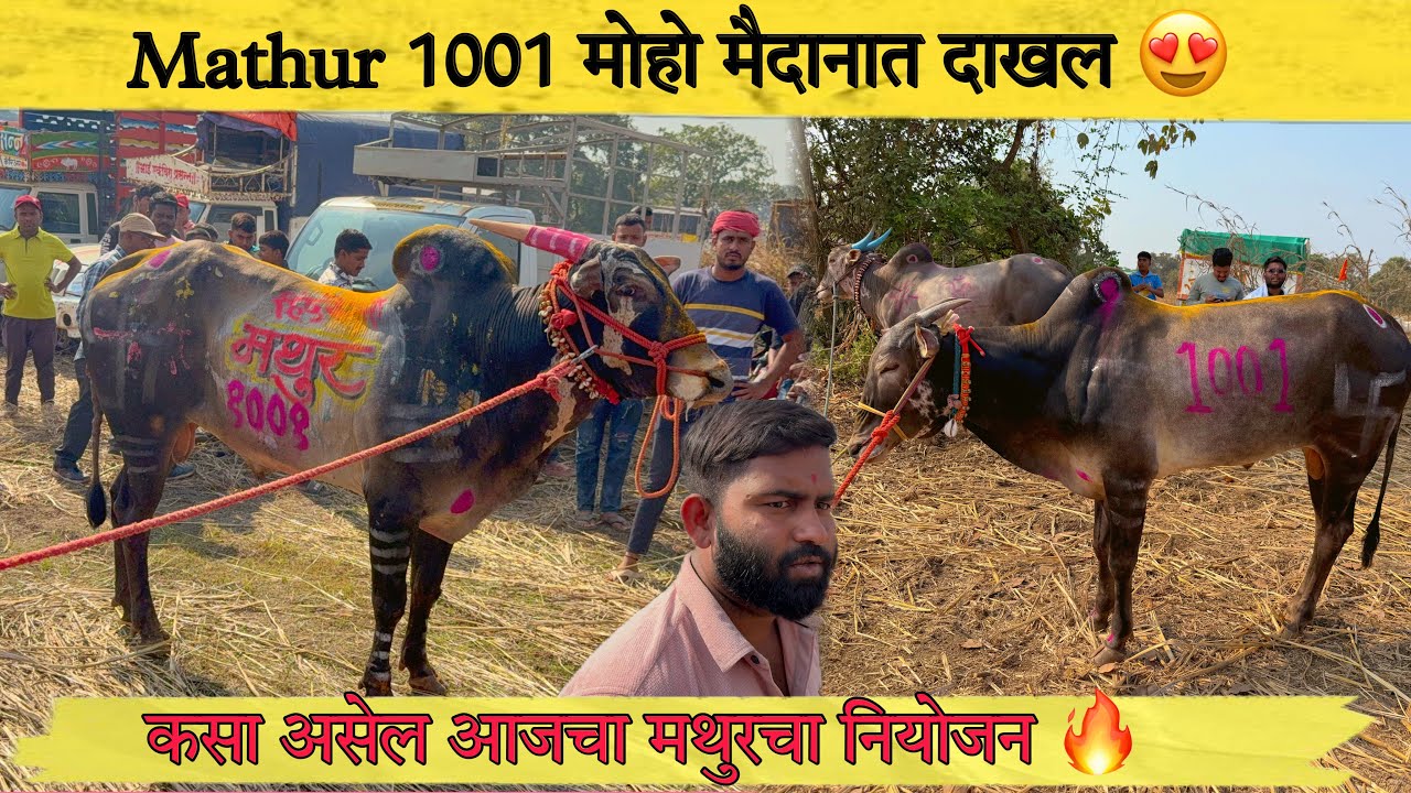 Mathur 1001 मोहो मैदानात दाखल 😍 | कसा असेल आजचा मथुरचा नियोजन - YouTube