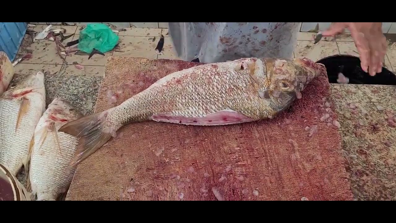 Sheri Fish Amazing Cutting & Filleting/ Fast & Amazing Way to Cutting ...