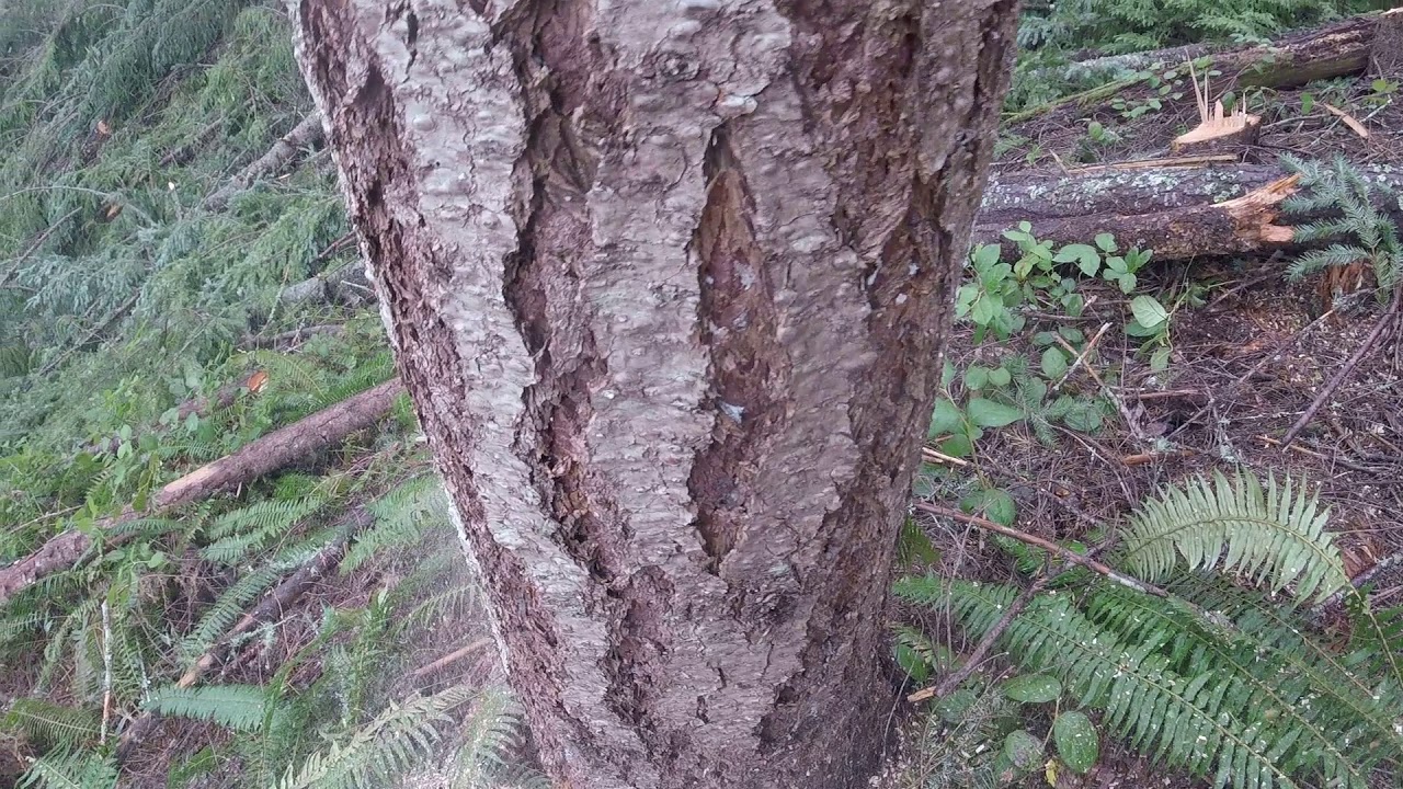 K Tree M Timber Falling 3-14-18 - YouTube