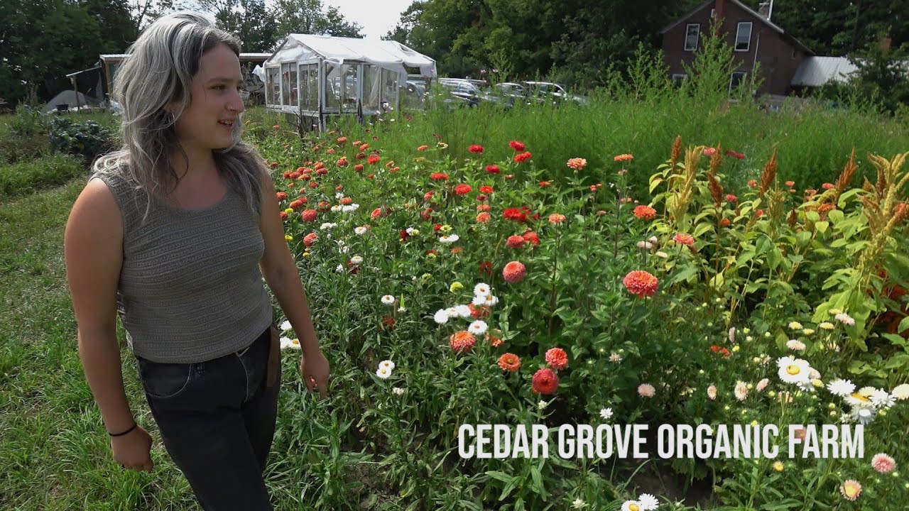 CEDAR GROVE ORGANIC FARM - YouTube