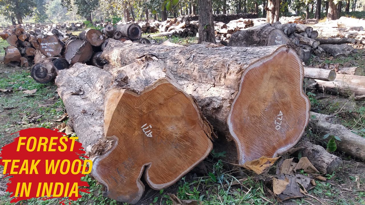 Teak Wood Lots In Madarihat Forest Depot I Sagwan ki Lakdi I Forest ...