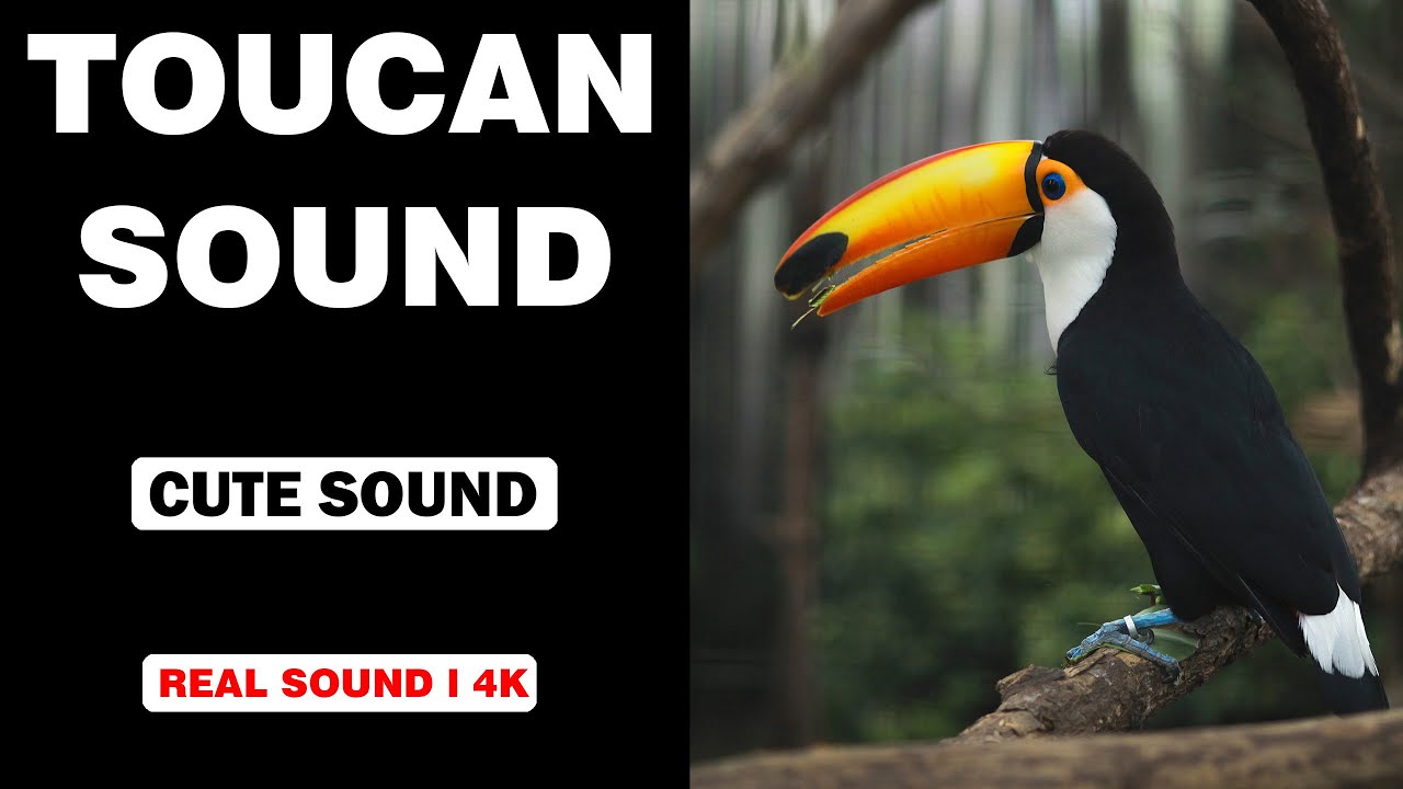Real Toucan Sounds | High Quality | Cute Toucan Sound Experience! | 4K ...