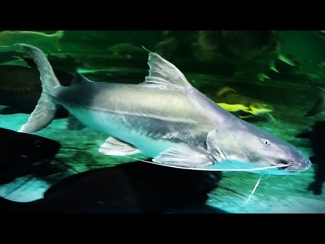 Piraiba Catfish In Aquarium Rescue, Adoption, Sales – Fish Story, A