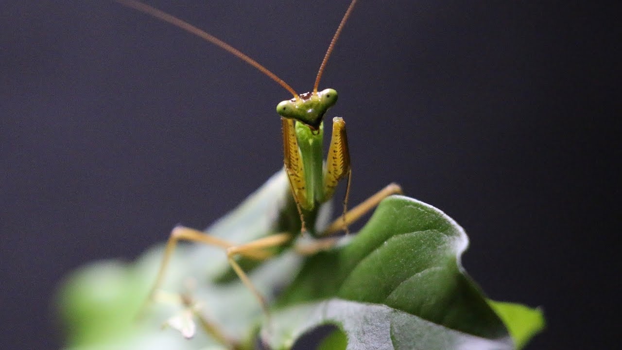 Photina sp. - Mantodea - Mantis - Louva-a-deus - Cavalinho-de-deus ...