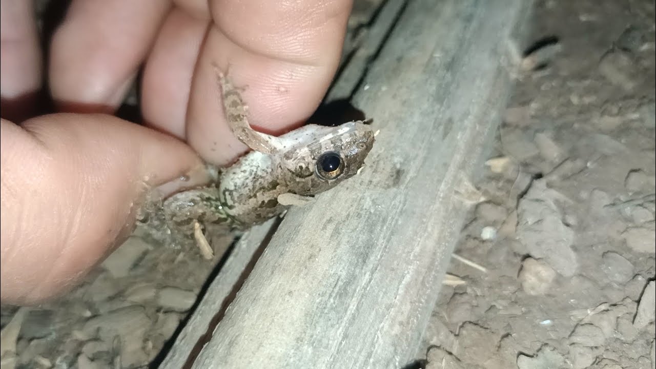 Funny catching frogs, Frog No eyes 🤢,Pity frog, - YouTube