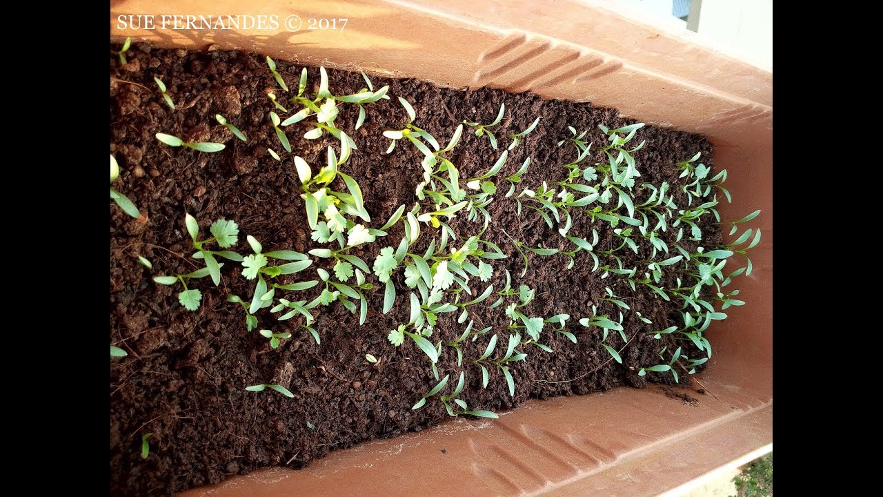 Best & Easiest way to grow coriander/dhania/cilantro 2X faster from ...