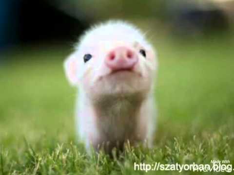 Top 5 cuki állat - YouTube