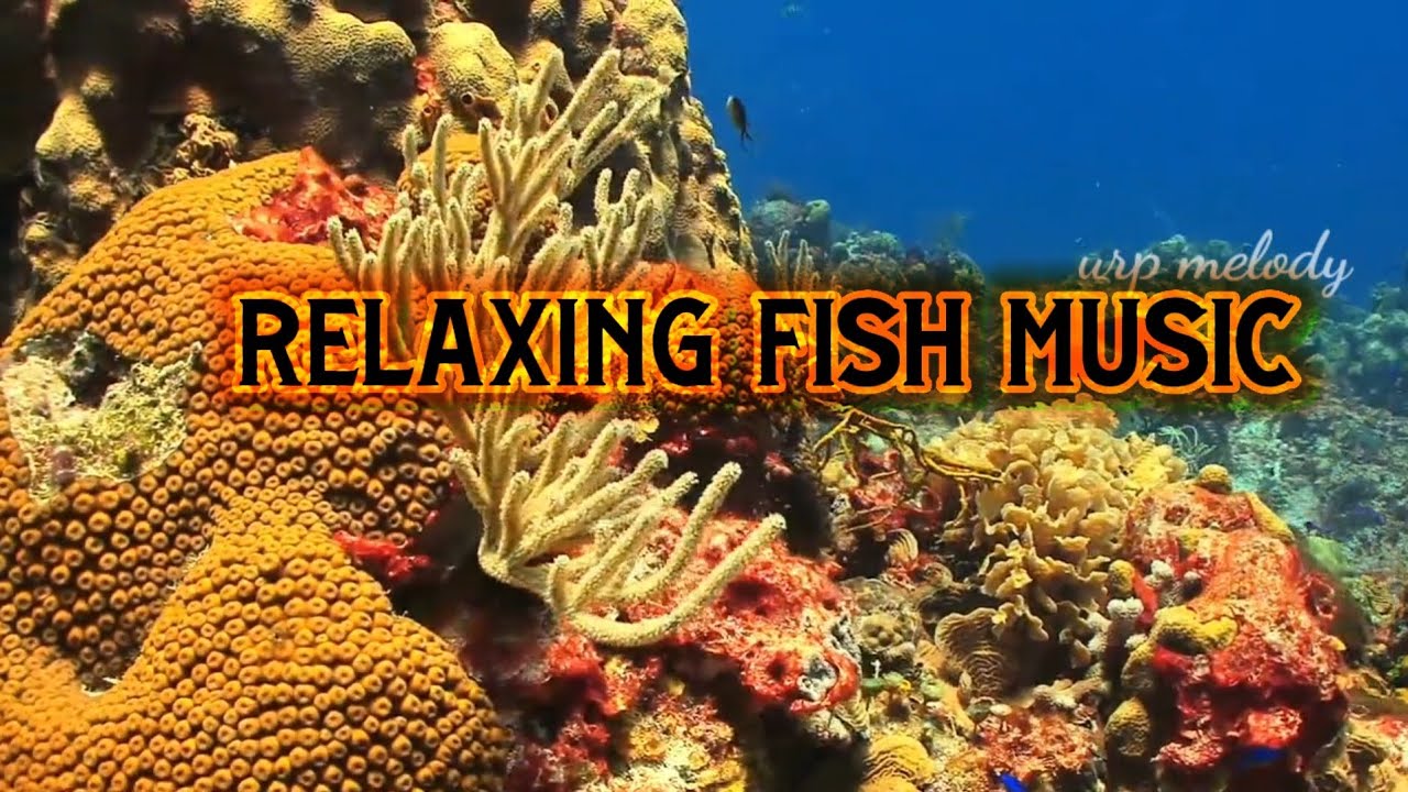 relaxing fish music |sleeping |Calming |soothing|stress free |peaceful ...