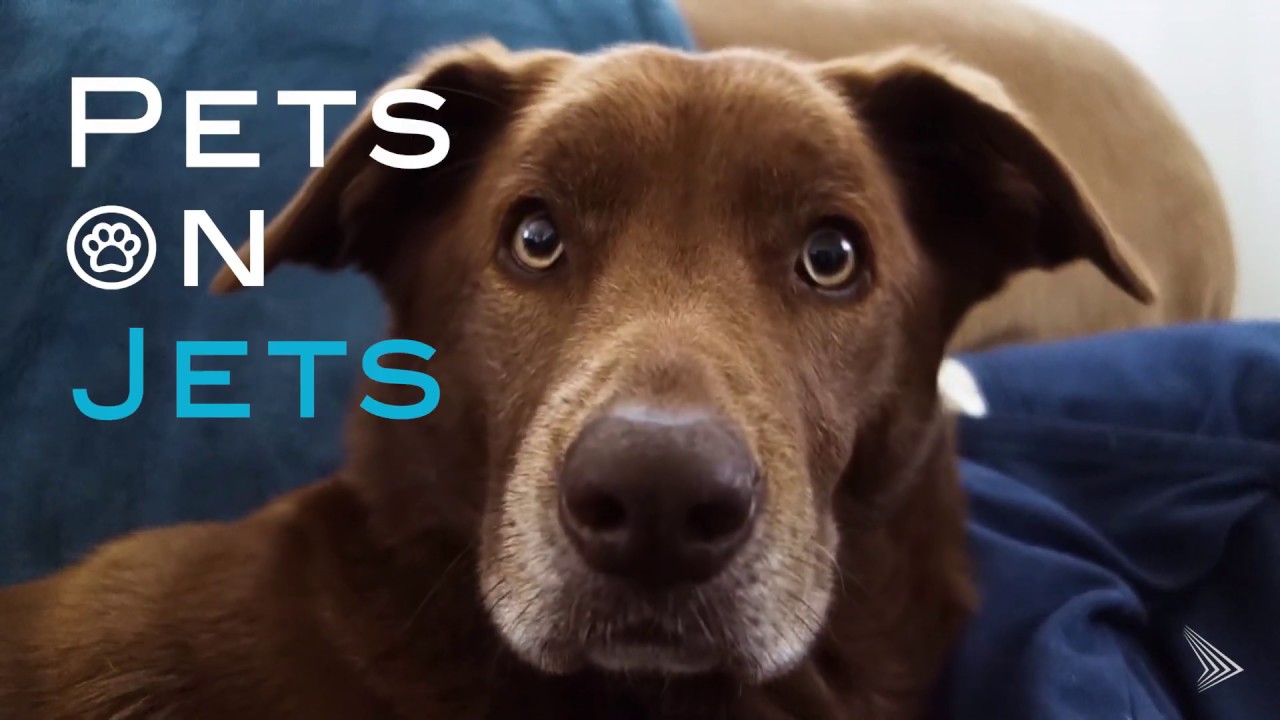 Private Jet Charter - Pets on Jets - YouTube