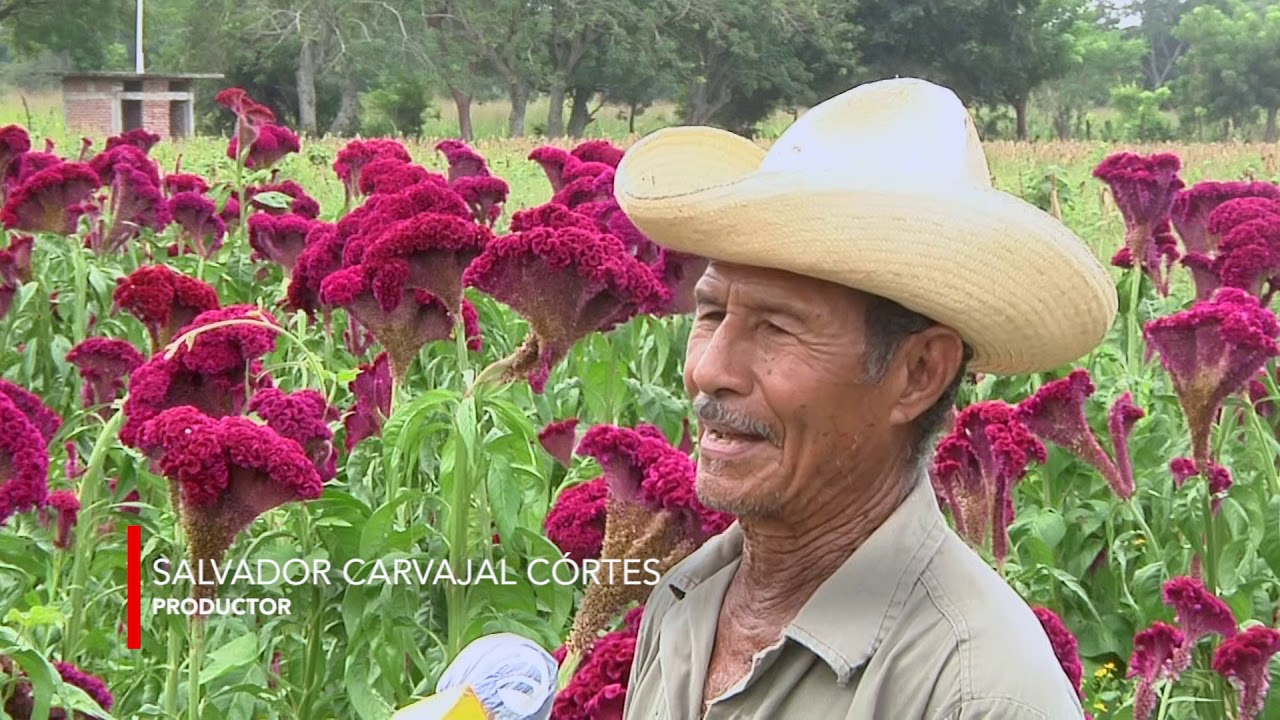 Se llenan de sembradíos de moco de pavo - YouTube