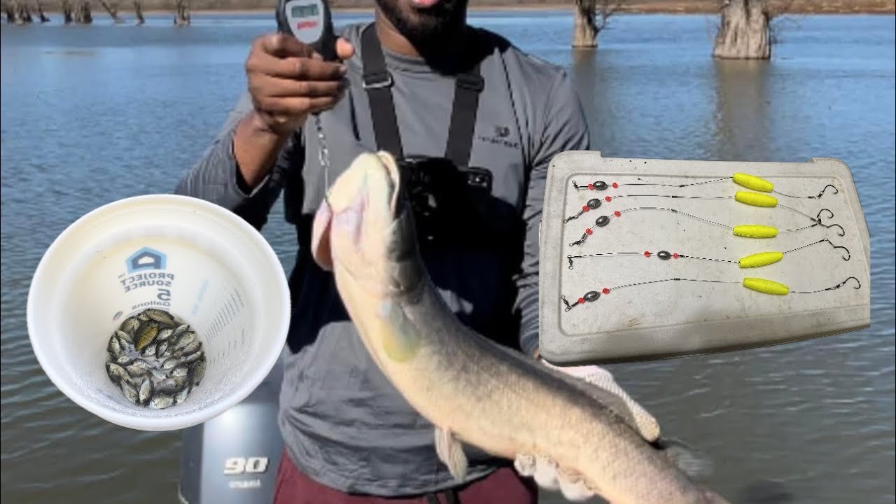 Easy way to catch live bait & BIG FISH on a budget (upcoming anglers) # ...