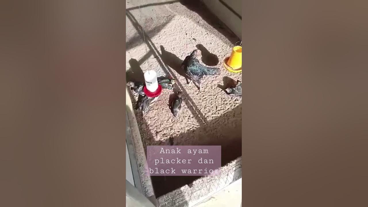 Anak Pakoy dan Balack Warrior #shorts #ayam #pakoy #blackwarrior - YouTube