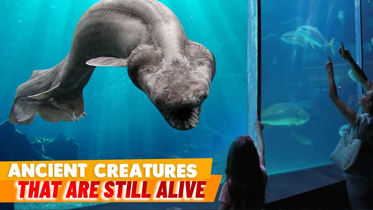Ancient Creatures That Are Still Alive Today - YouTube