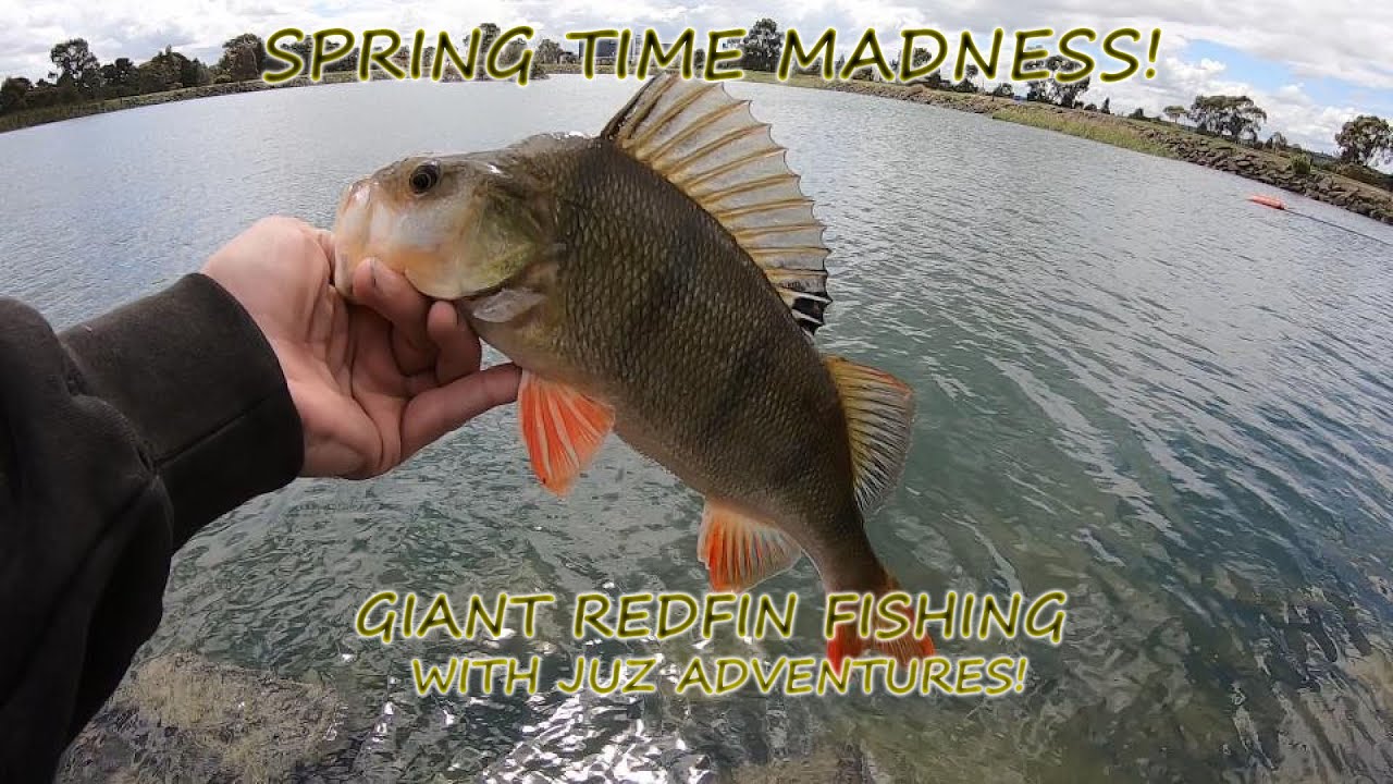 CRAZY REDFIN PERCH FISHING PT.1! | The Search For A 50cm Redfin #redfin ...