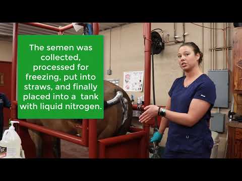 Mare Series: 6  Breeding With Frozen Semen
