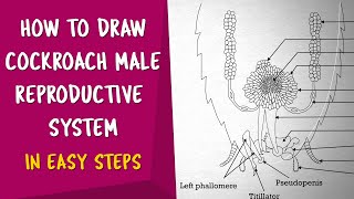 How To Draw Cockroach Male Reproductive System In Easy ... | Doovi