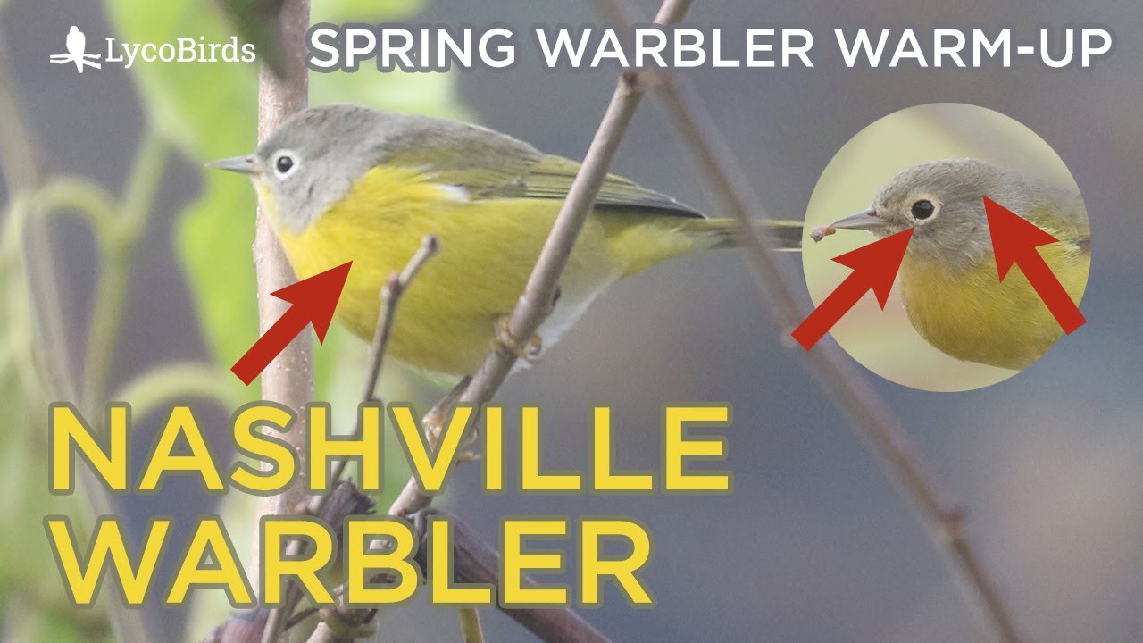 Nashville Warbler Identification | Spring Warbler Warm-up - YouTube