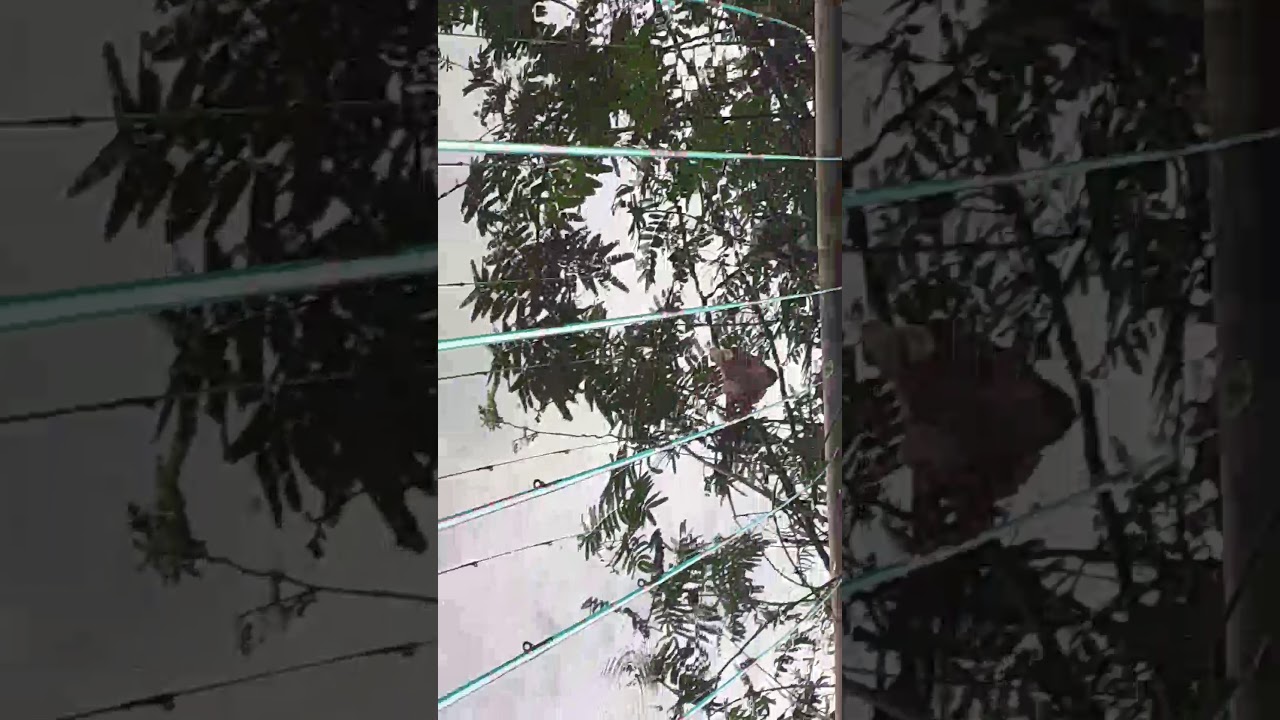 Macing calingcing - YouTube