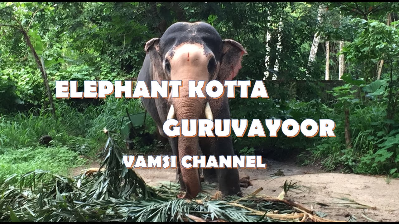 Elephant Kotta | Guruvayoor | Kerala | 2022 | Travel Vlog | Vamsi ...