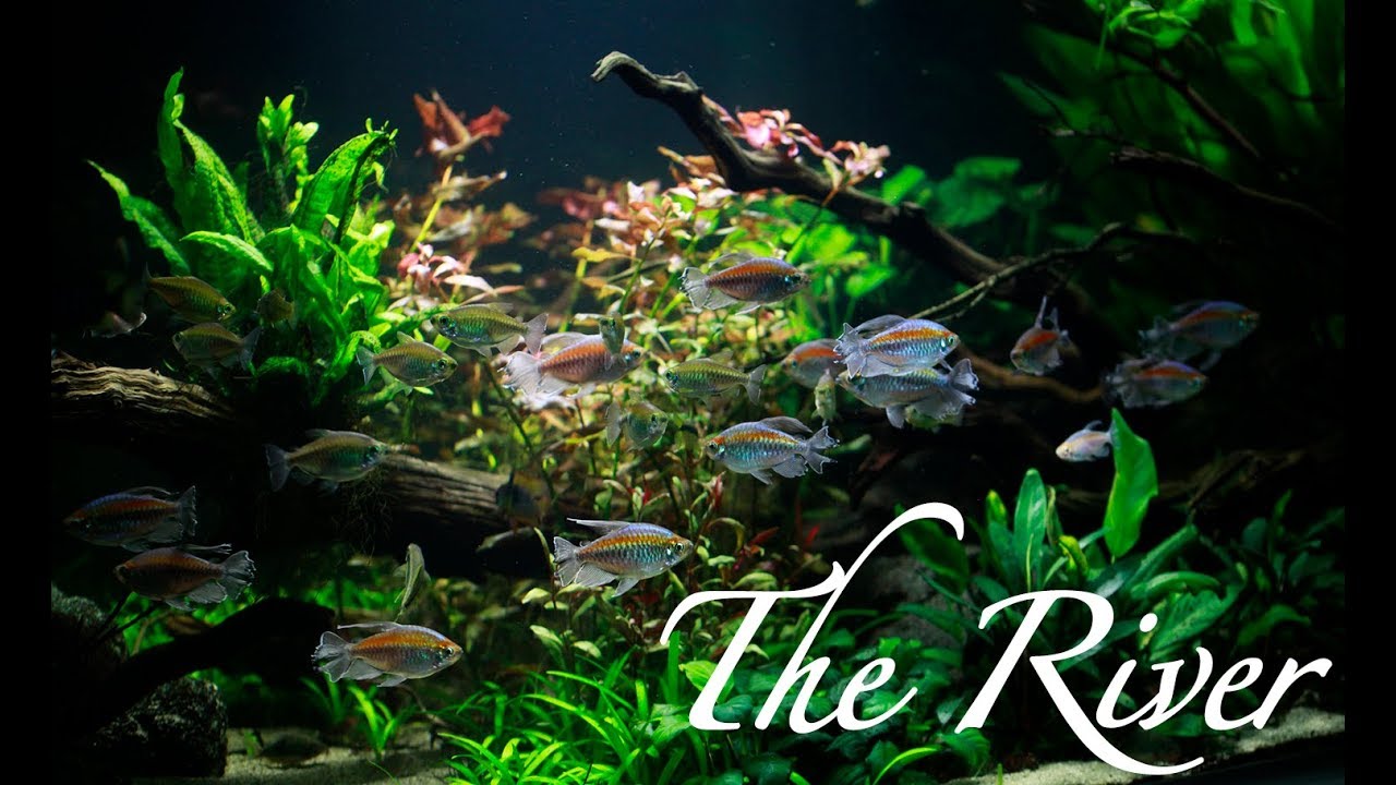 450 gallons planted tank: The River - YouTube