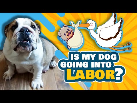 SIGNS A DOG IS GOING INTO LABOR SOON - What to do?!