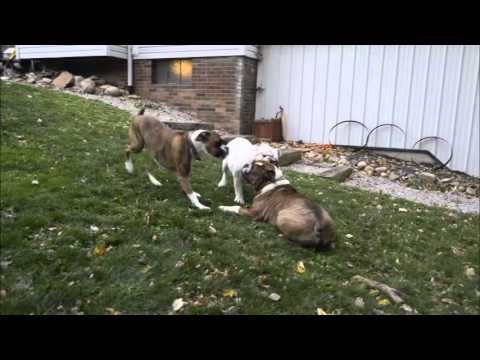 Dog Fight! Olde English Bulldogge vs English Bulldog! - YouTube
