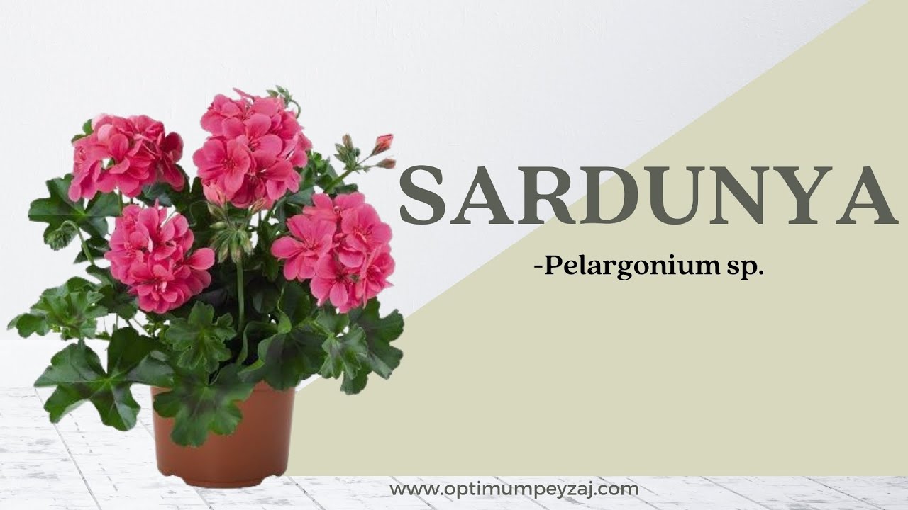 BİTKİ ANSİKLOPEDİSİ / SARDUNYA -Pelargonium sp. NEDİR? NERELERDE ...