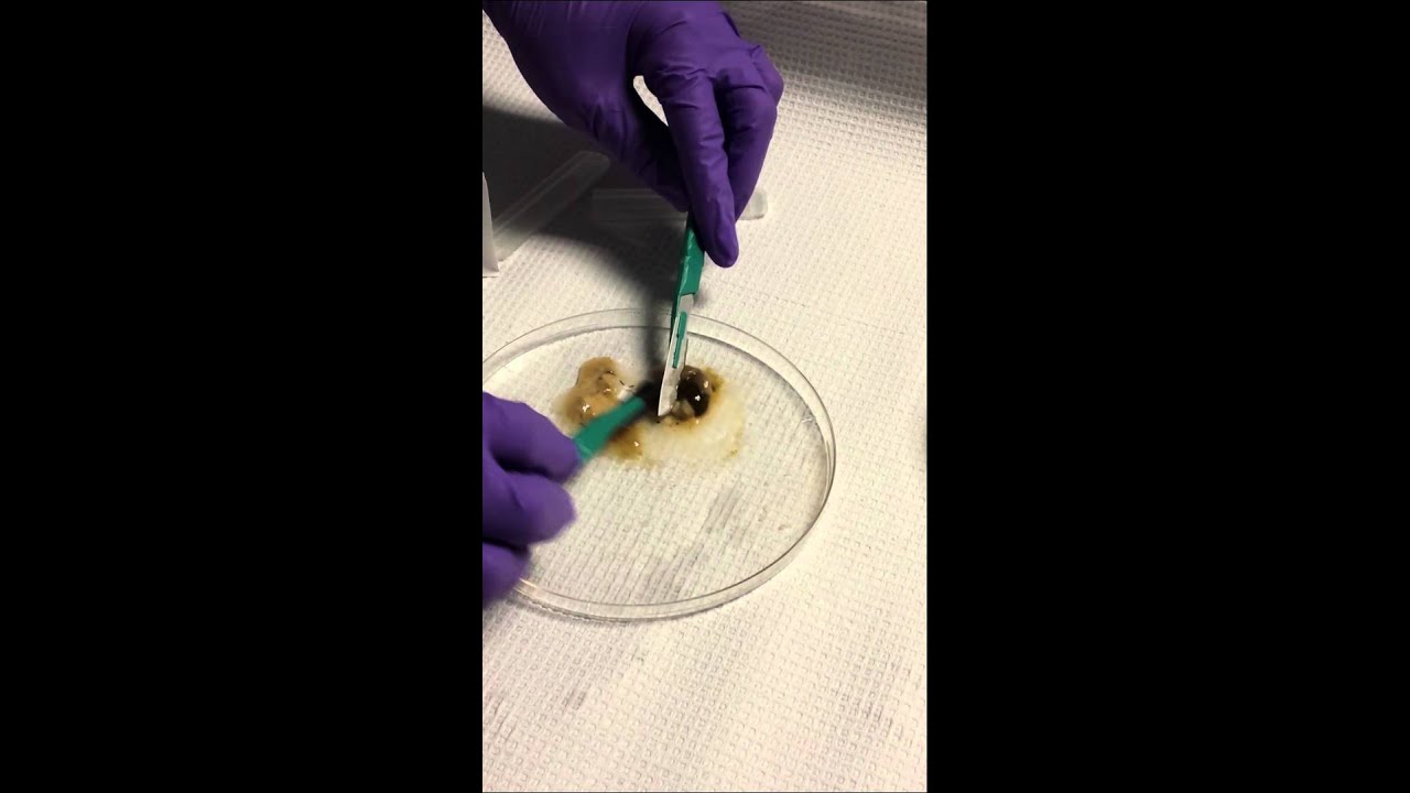 Oyster dissection demo - YouTube