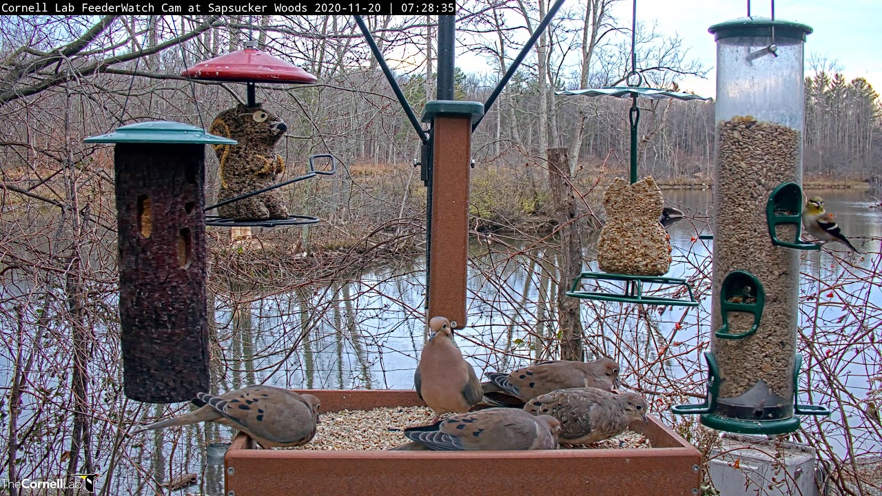 Several Species Of Birds Visit Cornell Feeders On Crisp Morning – Nov ...