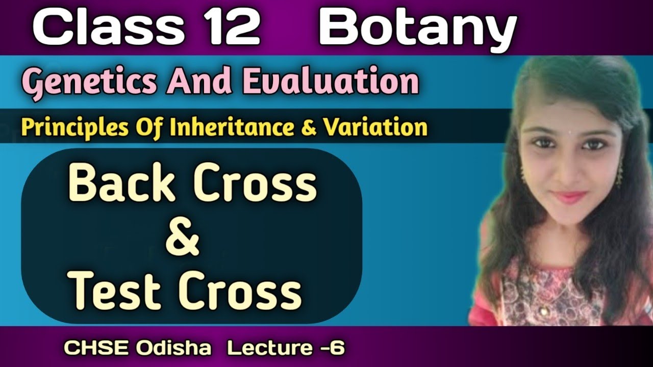 Class 12 Botany Back Cross And Test Cross ||Genetics & Evaluation ...