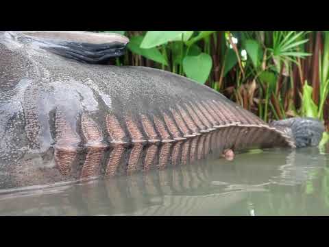 The Niger ripsaw catfish - Jurassic Mountain Resort and Fishing Park ...