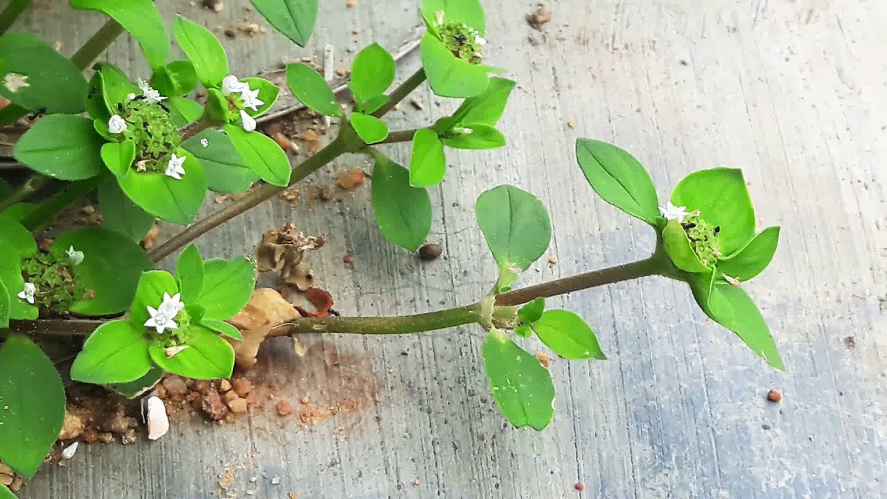 G ant plant - YouTube