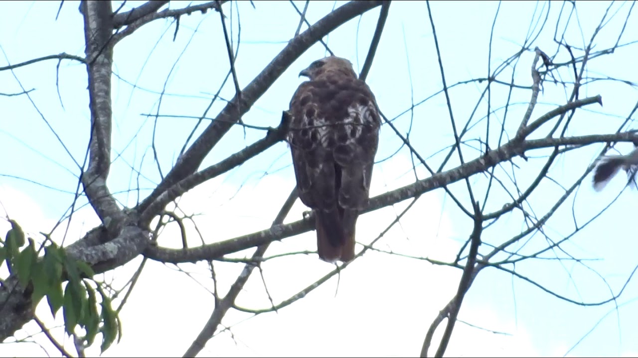Mockingbird attacks Hawk while crows give support - YouTube