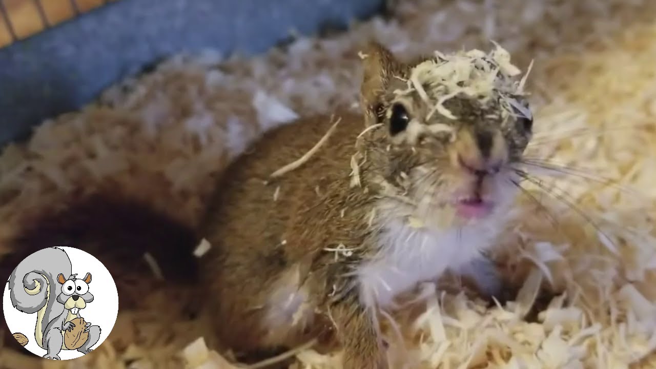 Funny Squirrels Acting Derpy 🐿️ - YouTube