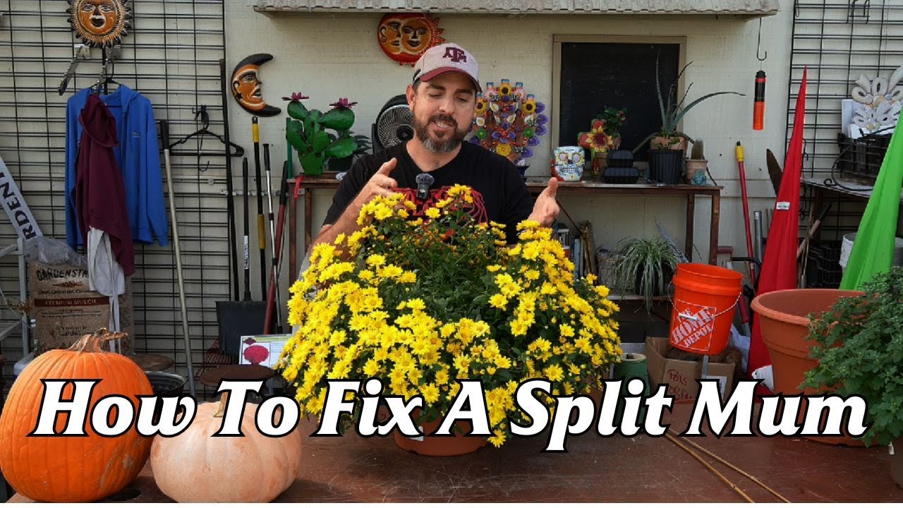 How to Fix A Split Mum - YouTube