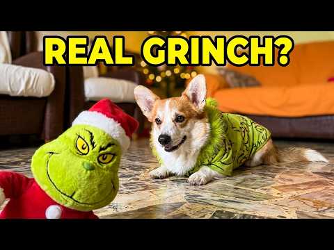 How The Grinch Stole Corgi's Christmas - YouTube