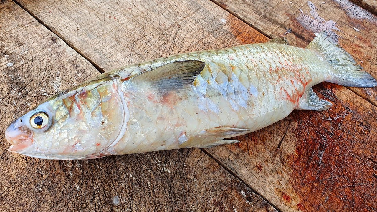 Endangered Flathead Grey Mullet Fish with Egg| Mullet Fish Cutting in ...