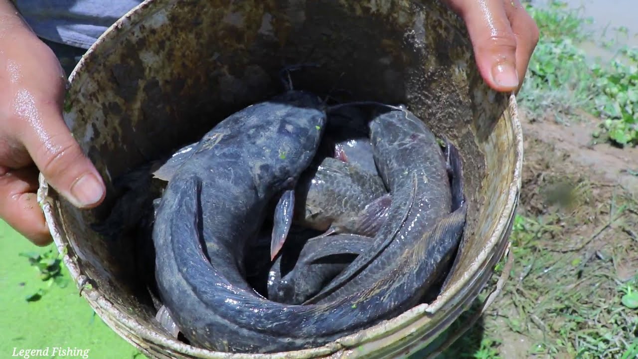 a Lot Fish Under Hole on Dry Season | Finding Fish in Secret Mud Hole ...