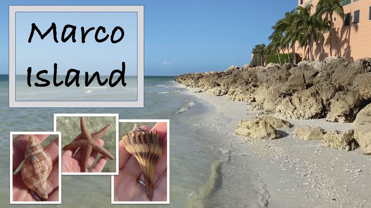 Florida Shelling at Marco Island. Virtual beach combing and low tide ...