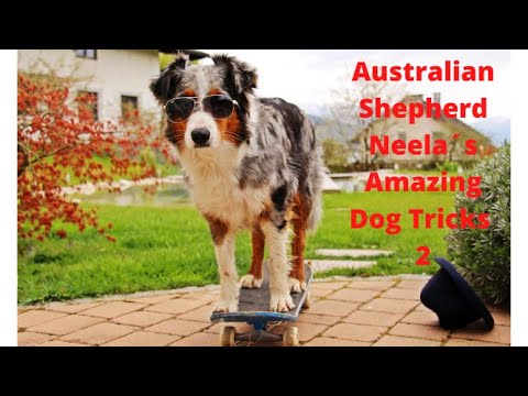 Australian Shepherd Neela´s amazing dog tricks 2 - YouTube