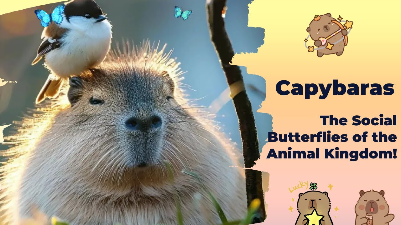 Capybaras: The Social Butterflies of the Animal Kingdom - YouTube