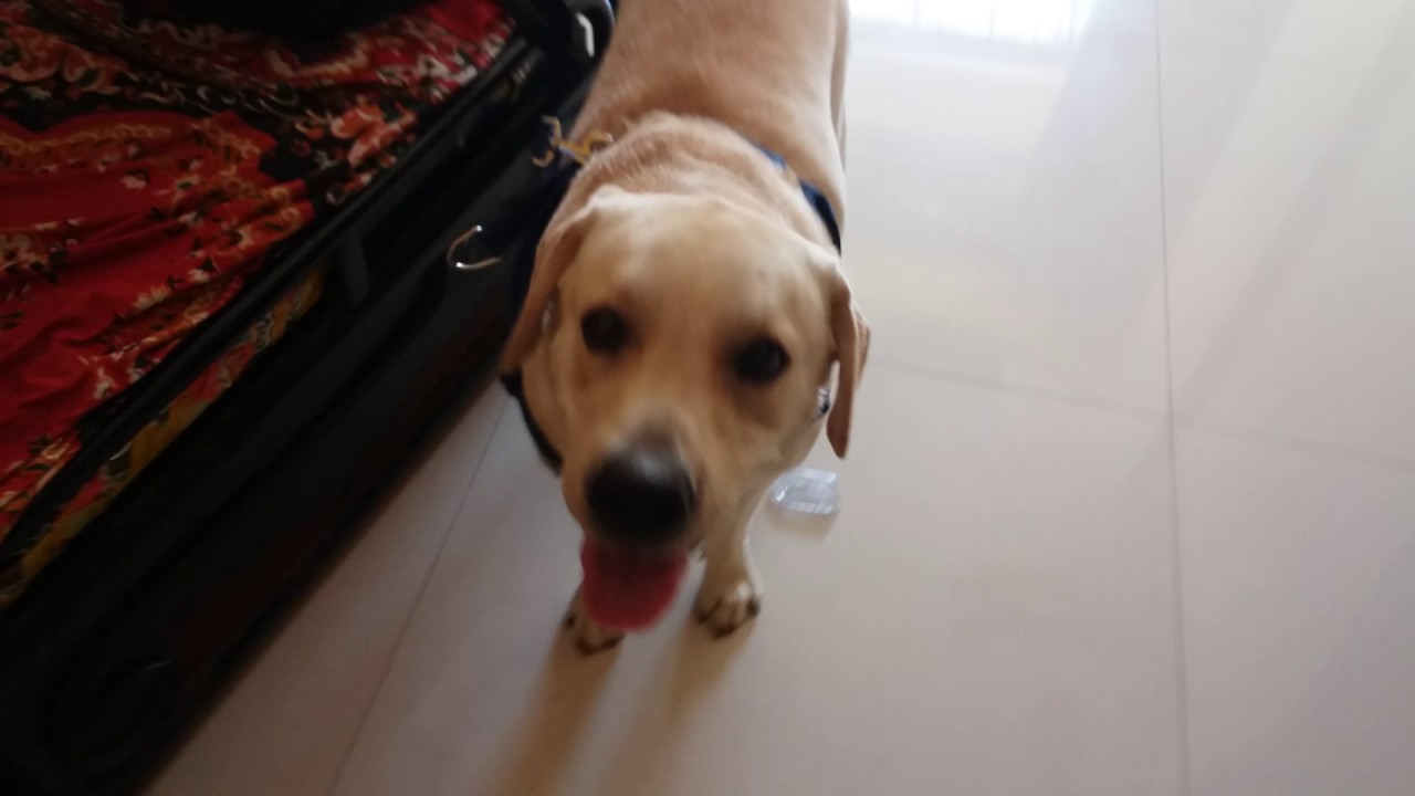 labrador power - YouTube