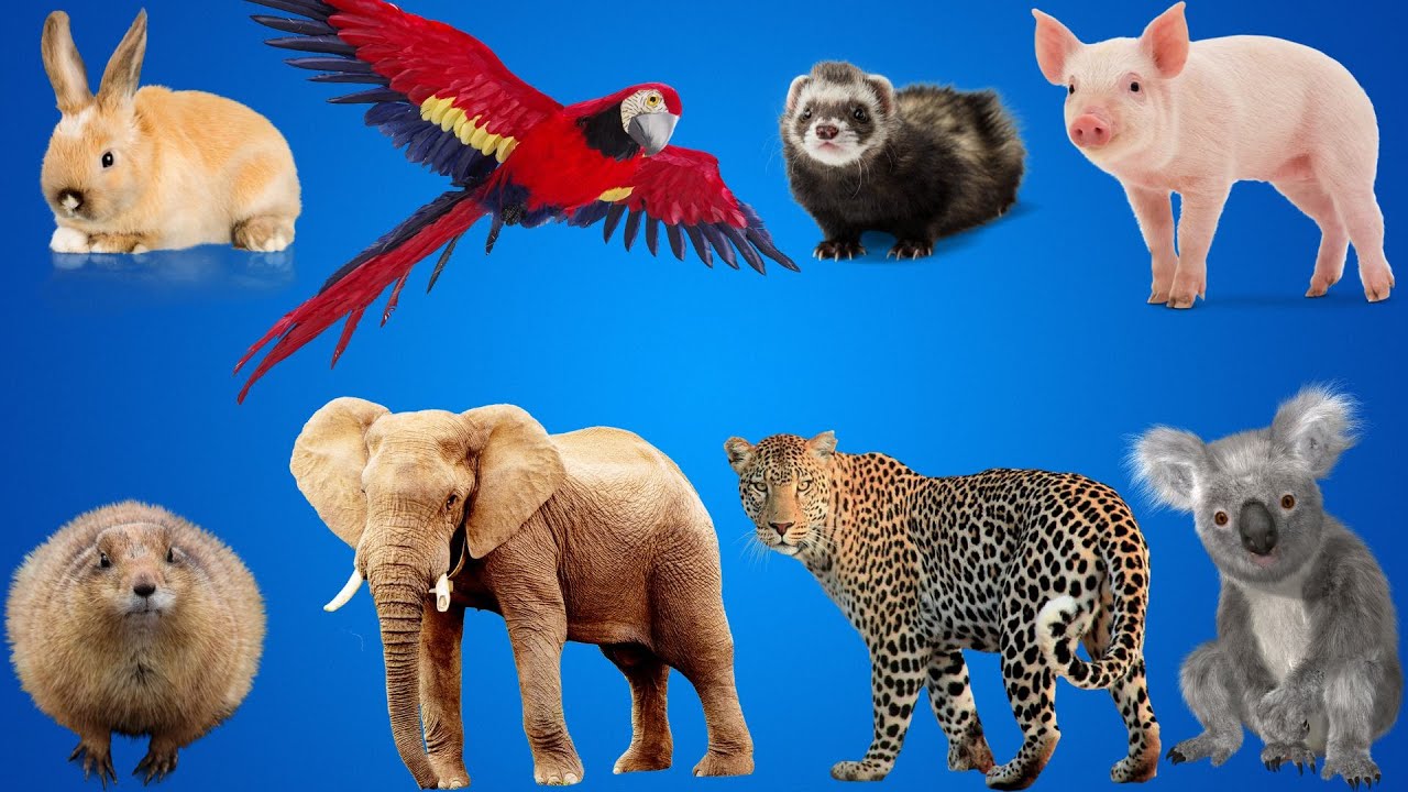 Learn Family Animals - Bee, Zebra, Snail, Pig, Lynx, Elephant, Cat ...
