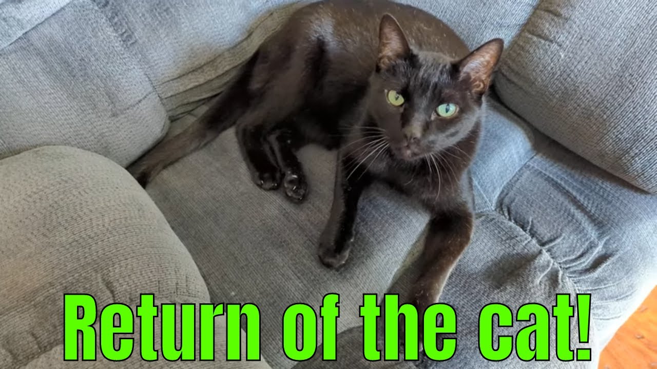 How you re-train a cat - with Louis Rossmann - YouTube