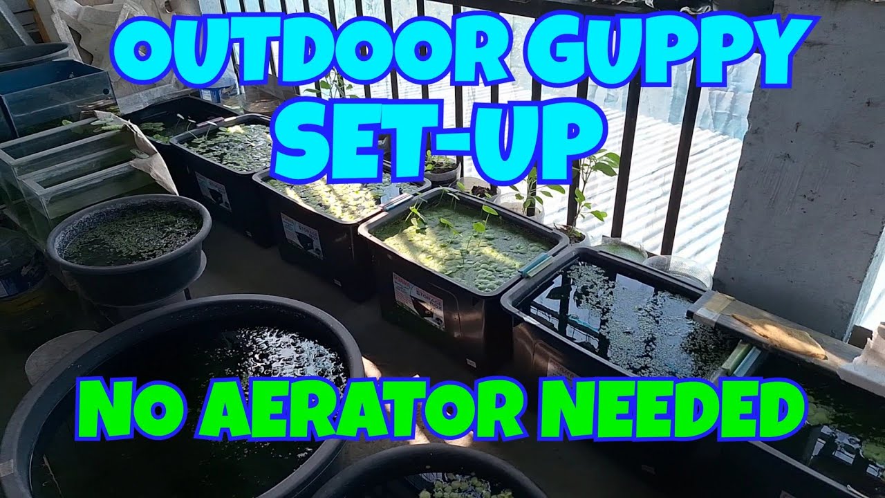 GUPPY OUTDOOR SET UP NO AERATOR NEEDED - YouTube