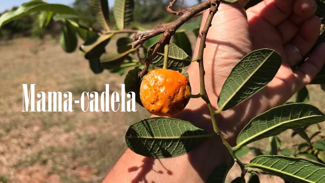 MAMA CADELA | DELICIOSA FRUTA DO CERRADO - YouTube