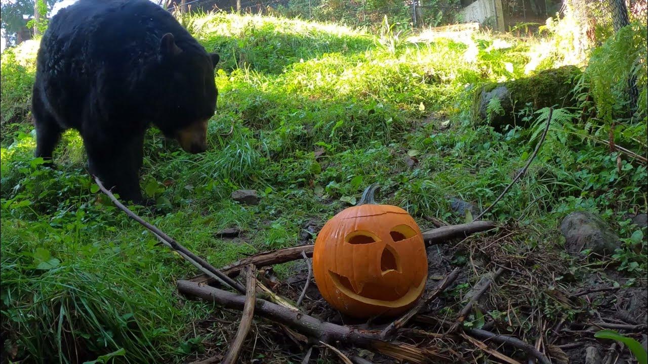 Fuzzy Black Bears Find And Devour Halloween Pumpkins - YouTube