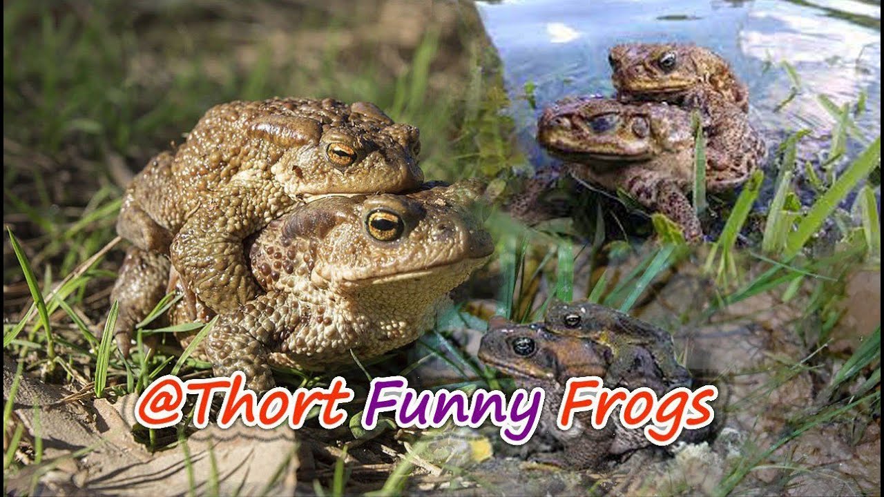 Amazing, sweet love frogs | couple frog video | big frog video ...