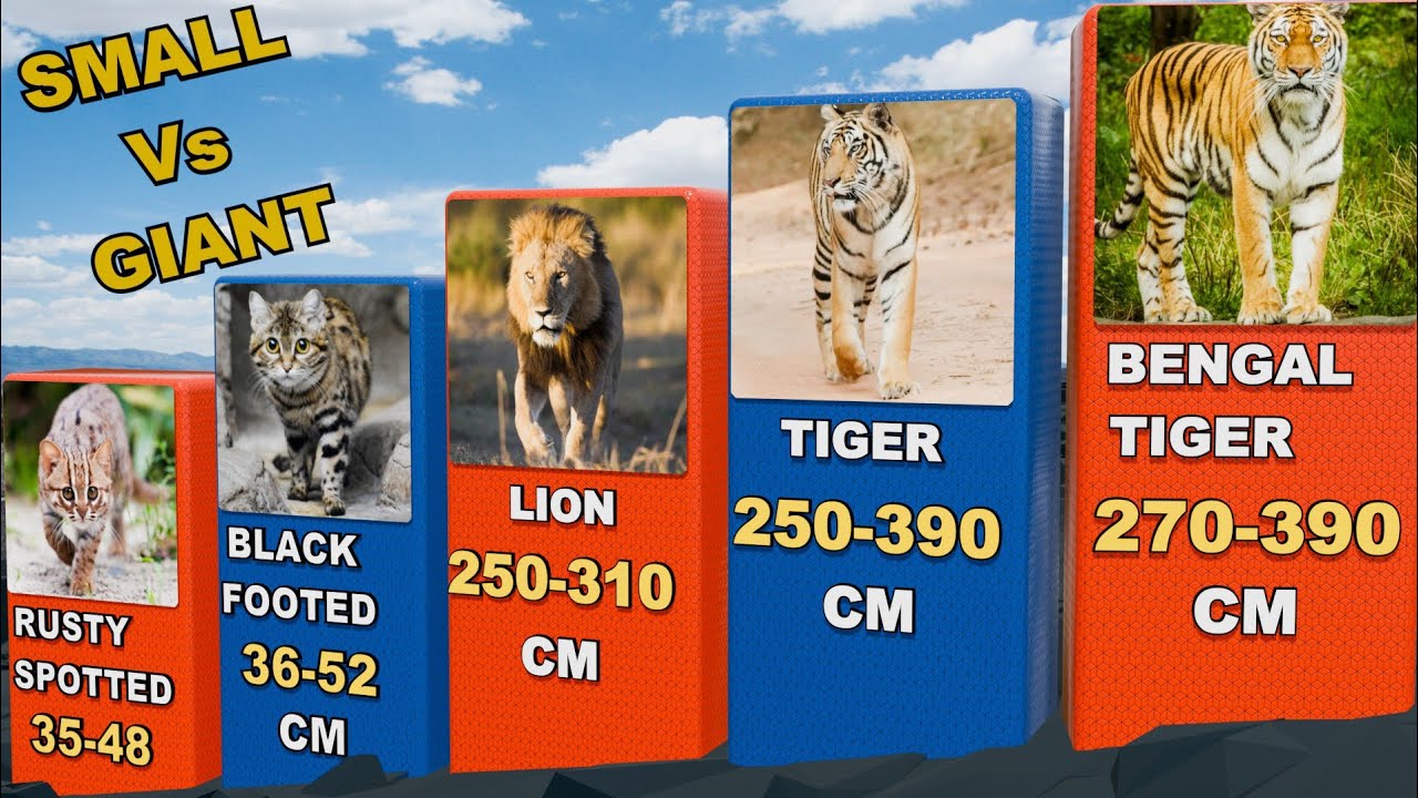 Cats by Size | Smallest to Largest Cat Breeds | Amazing Cat Size ...