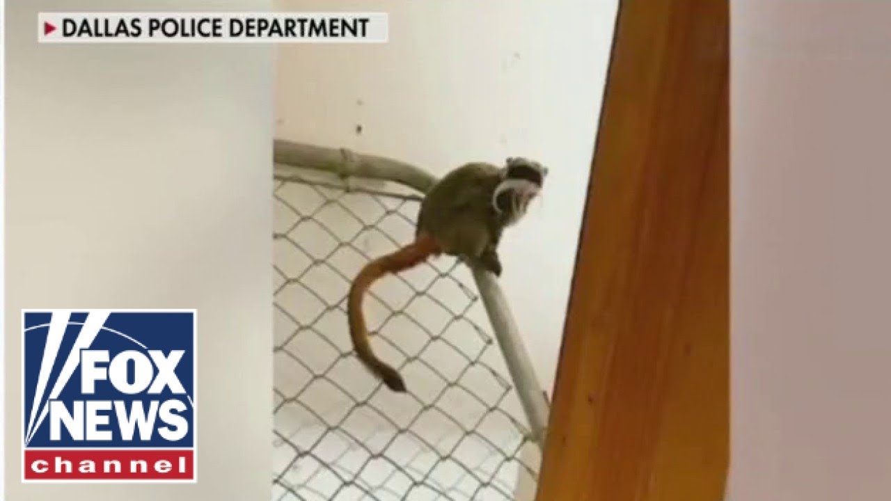 Animal theft 'fad' puts zoos on high alert - YouTube